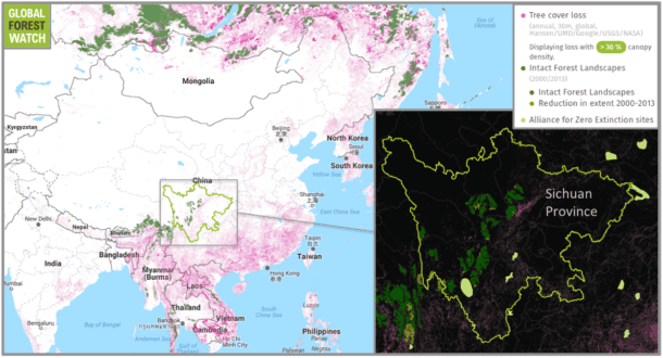 China's reforestation program a letdown for wildlife, study finds