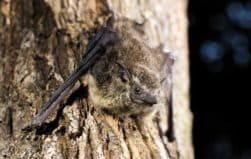 Amazonian bat identification takes flight with new interactive guide