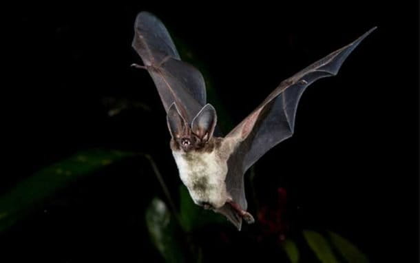 Amazonian bat identification takes flight with new interactive guide