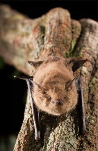 Amazonian bat identification takes flight with new interactive guide