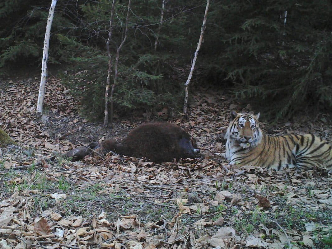 China considers a huge national park for Amur tigers and leopards