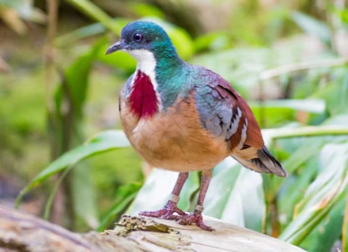 Philippine Bleeding-heart doves flutter at the brink, but NGOs respond