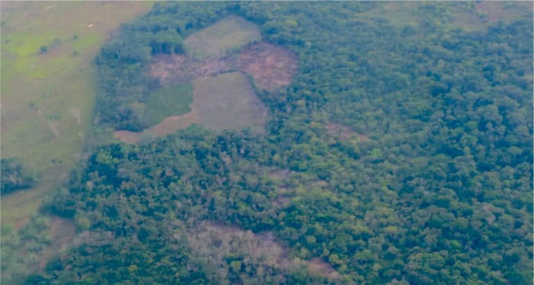 Forests in Colombia fall victim to illegal coca plantations