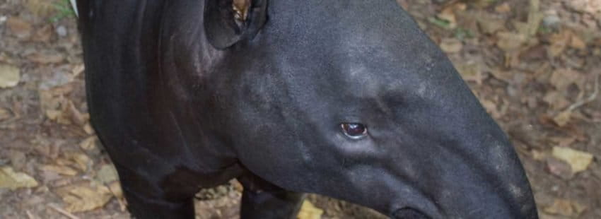 Black, white and unique: the Malayan tapir struggles for recognition