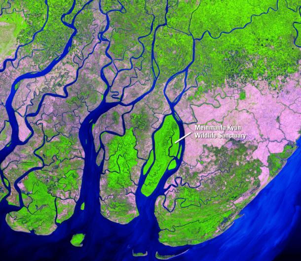 In Myanmar's Irrawaddy Delta, a rapidly disintegrating mangrove forest