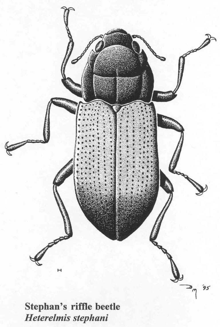 Two species of beetles go extinct in the US, one gets protection