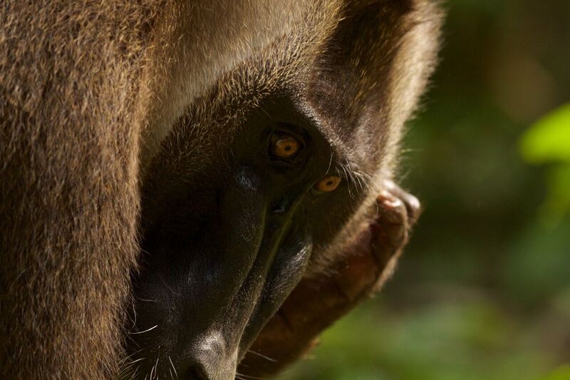 Nigerian drill monkeys’ fast-disappearing haven