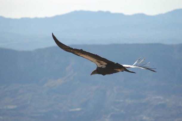 Field Notes: Mapping condor conservation strategies