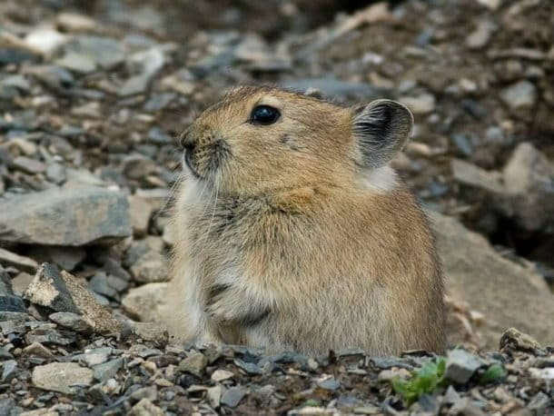 New species of rabbit-like pika discovered in India