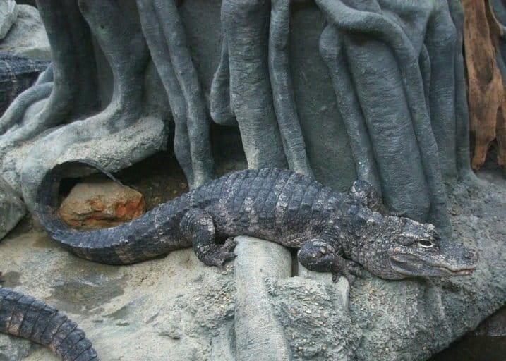 Discovery of baby Chinese alligators boosts hope for rare species