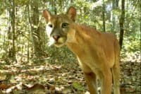 Peru's Manu National Park declared world's top biodiversity hotspot