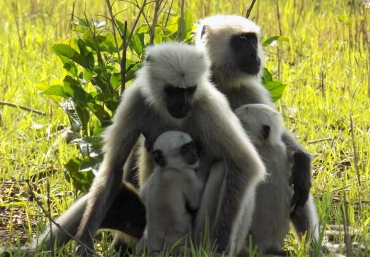 Where have all the lutungs gone? Mystery monkeys fast disappearing