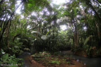 The Javan rhino: protected and threatened by a volcano