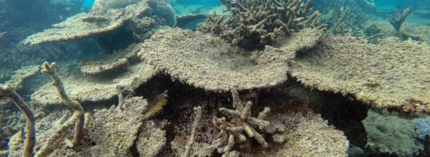 Great Barrier Reef suffered worst coral die-off on record in 2016: new ...