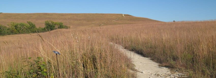 Grasslands in US Great Plains are being destroyed at “alarming rate”