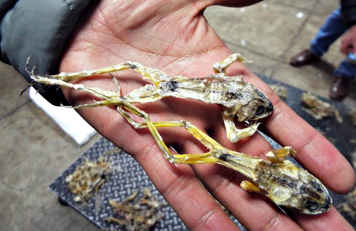 Wildlife for sale: affected species and trade routes in Peru