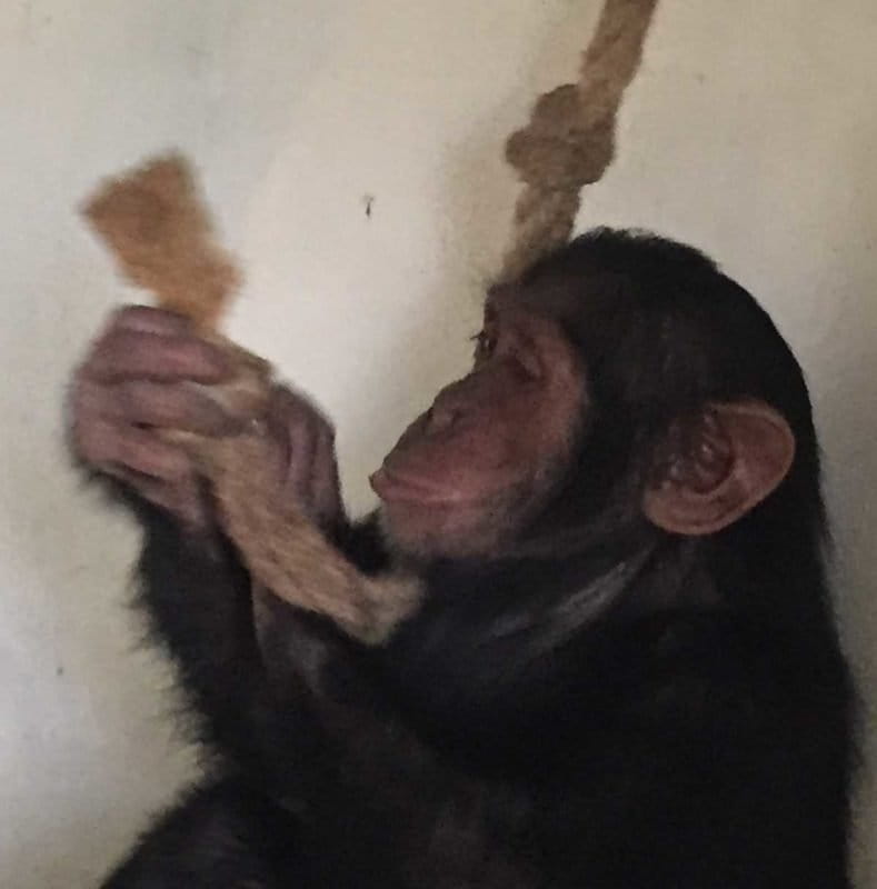 Home for the holidays: Chimp exits war-torn Iraq, lands in Kenya