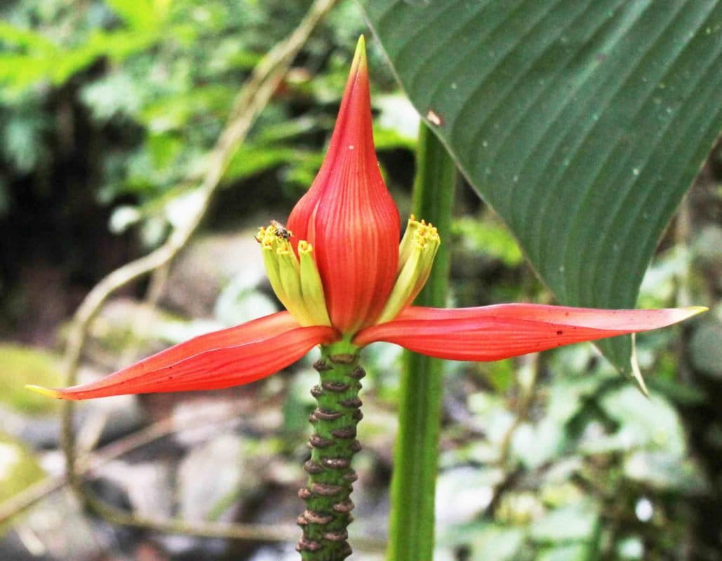 Rainbow-headed snake, rare wild banana among 163 new species discovered ...