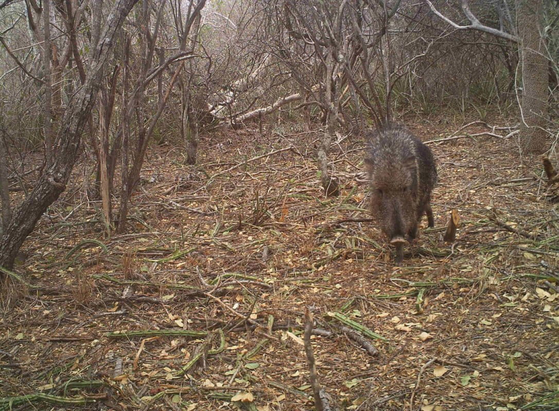 'Racing against time' to save the taguá and its vanishing Chaco home