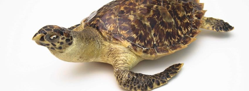 ‘Too rare to wear’: new campaign targets tourists to end Hawksbill ...