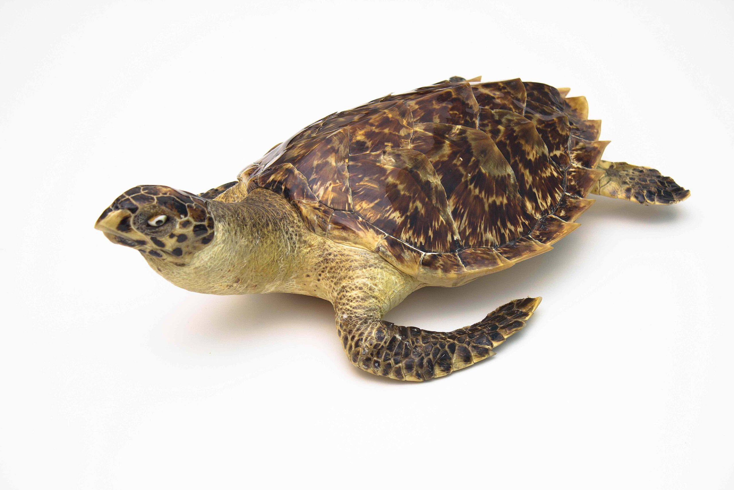 ‘Too rare to wear’: new campaign targets tourists to end Hawksbill ...