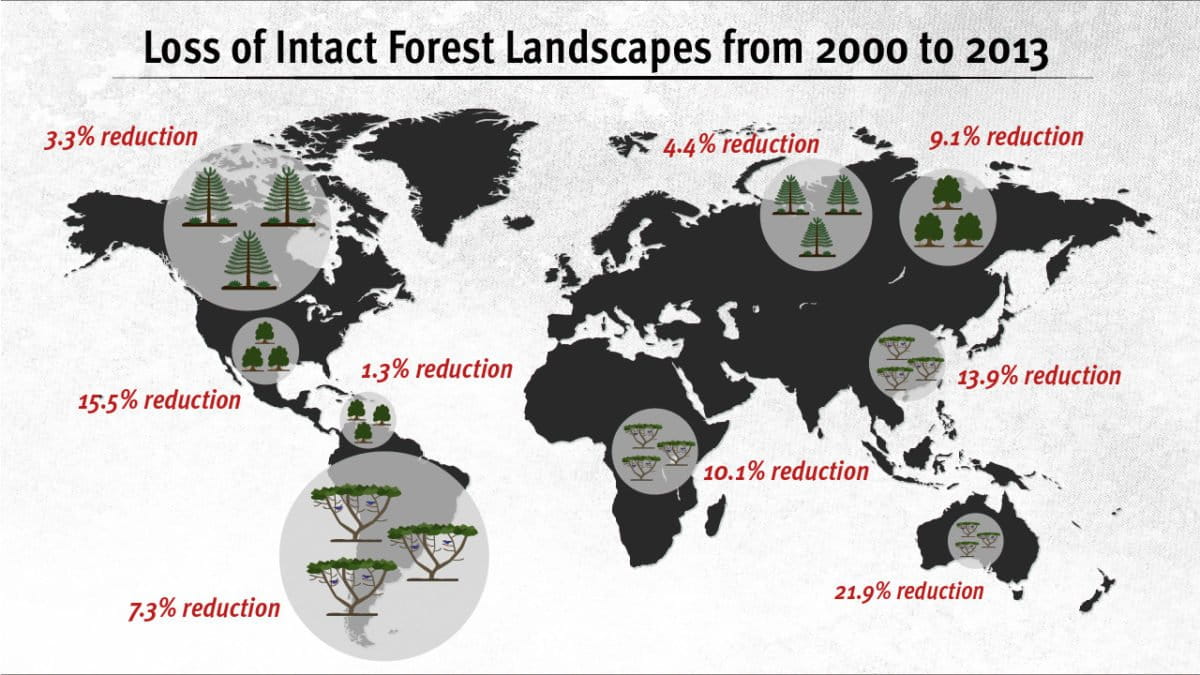 ‘Last frontiers of wilderness’: Intact forest plummets globally
