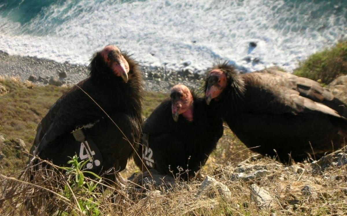 Conservation’s best kept secret (database)