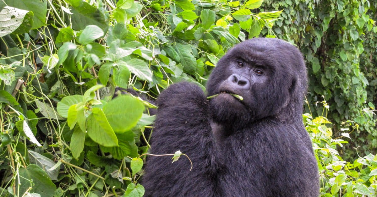 ‘Running out of time’: 60 percent of primates sliding toward extinction