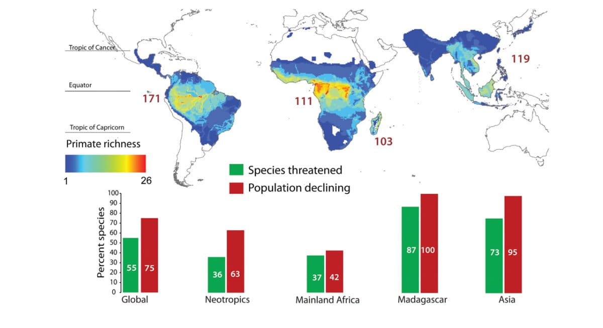 ‘Running out of time’: 60 percent of primates sliding toward extinction