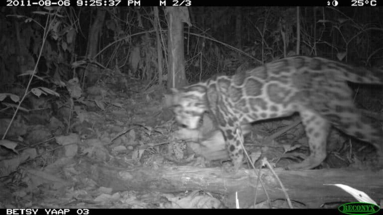 Scientists 'impressed and delighted' by animals found in remnant forests