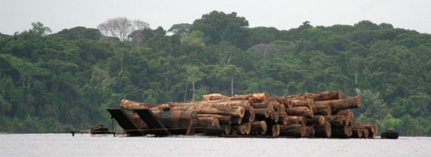Logging in certified concessions drove intact forest landscape loss in ...