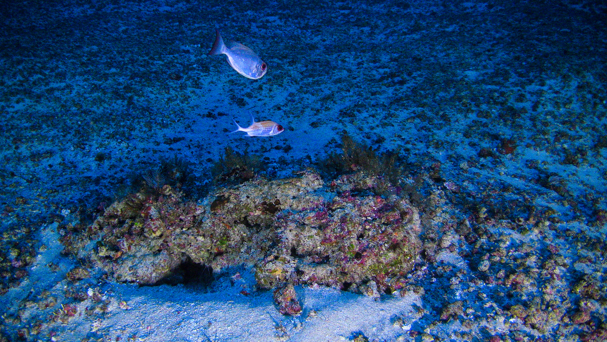 First-ever underwater photos of newly discovered Amazon Reef have surfaced