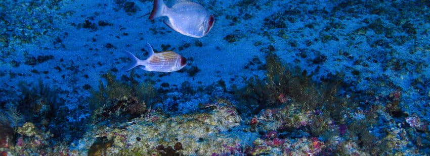 First-ever underwater photos of newly discovered Amazon Reef have surfaced