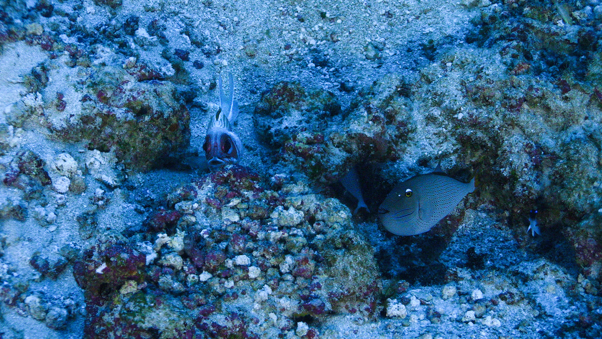 First-ever underwater photos of newly discovered Amazon Reef have surfaced
