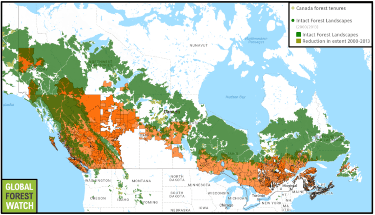 Logging in certified concessions drove intact forest landscape loss in ...