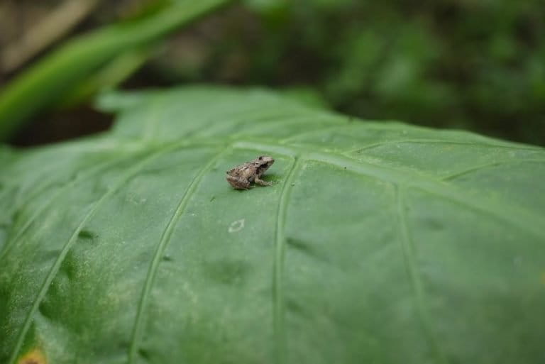 Bright lights, big city, tiny frog: Romer’s tree frog survives Hong Kong