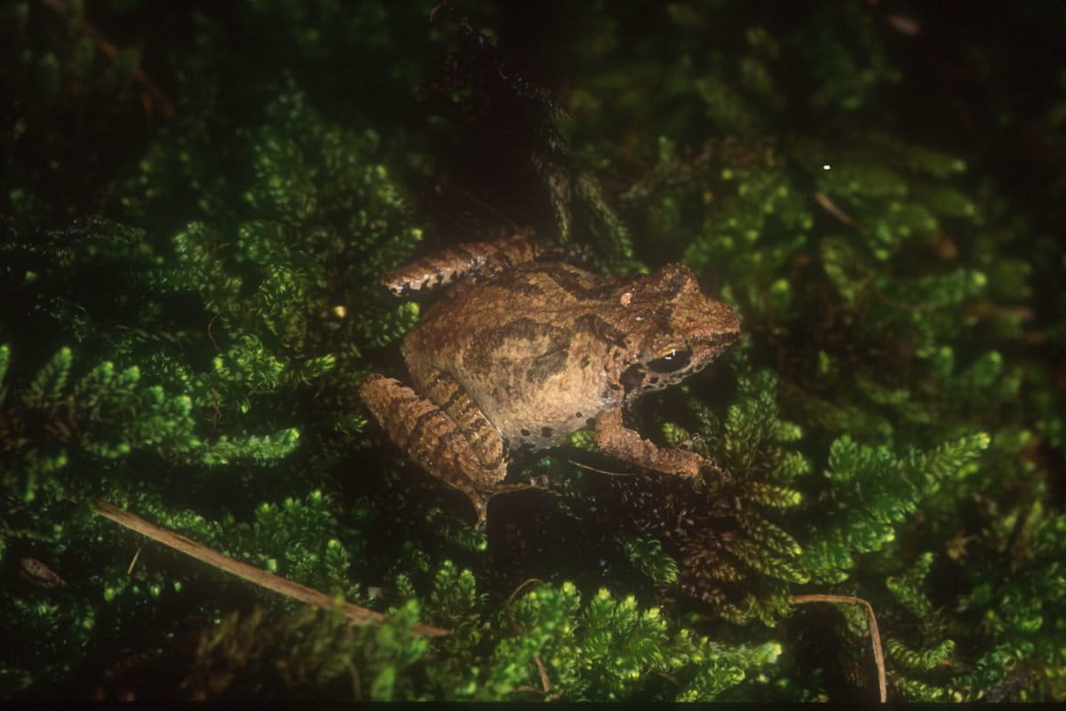 Bright lights, big city, tiny frog: Romer’s tree frog survives Hong Kong