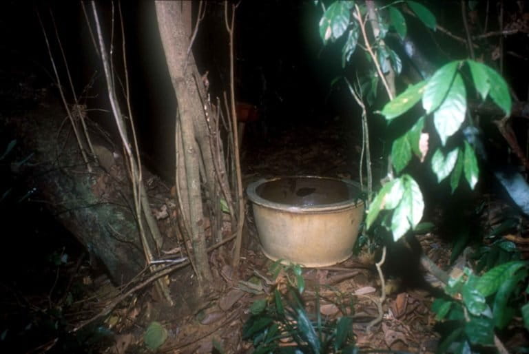 Bright lights, big city, tiny frog: Romer’s tree frog survives Hong Kong