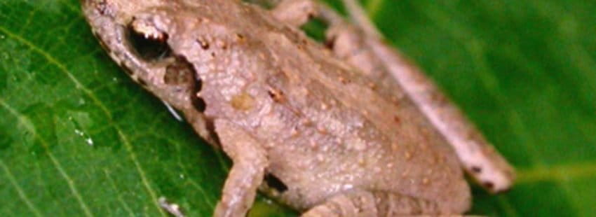 Bright lights, big city, tiny frog: Romer’s tree frog survives Hong Kong