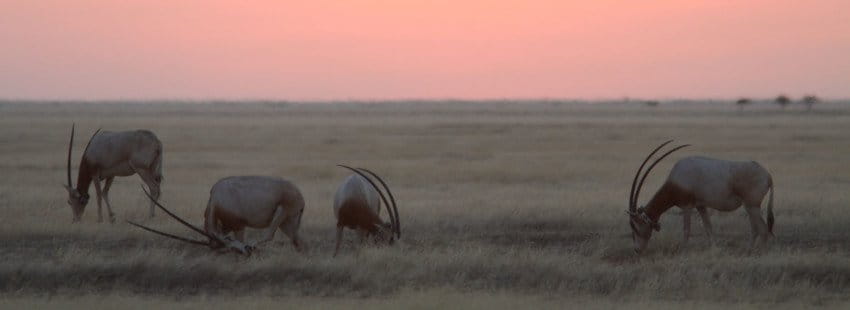 Scimitar-horned oryx return to the Sahara nearly two decades after ...