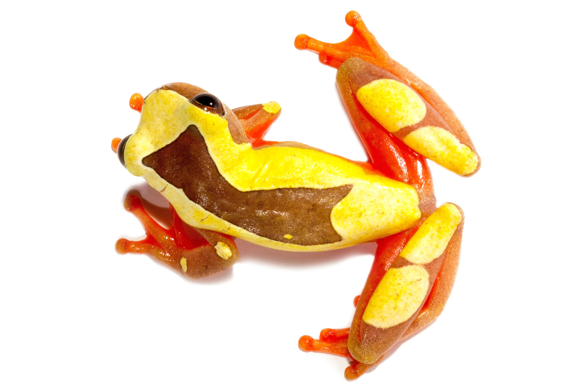 Two new clown tree frogs discovered in the Amazon
