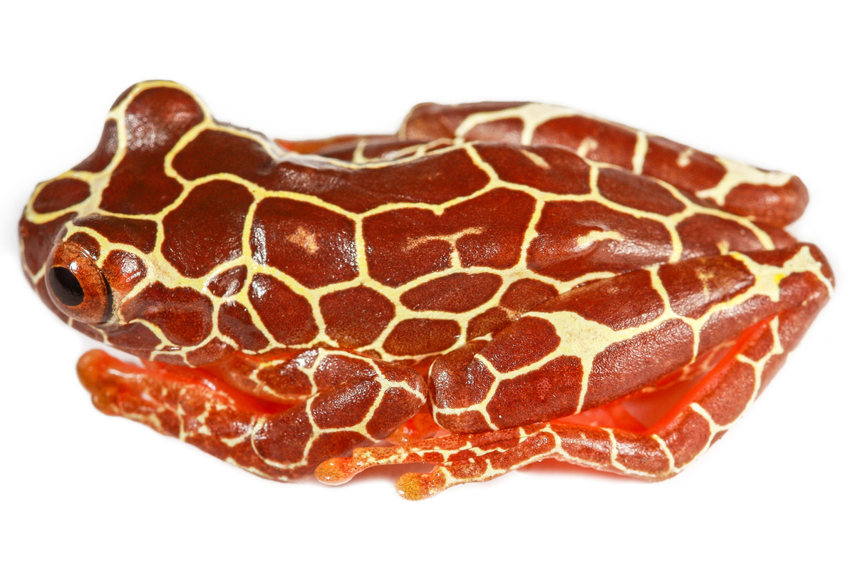 Two new clown tree frogs discovered in the Amazon