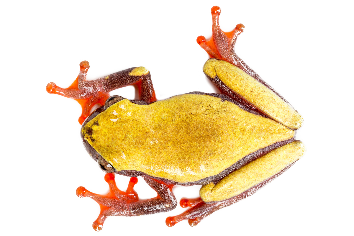 Two new clown tree frogs discovered in the Amazon