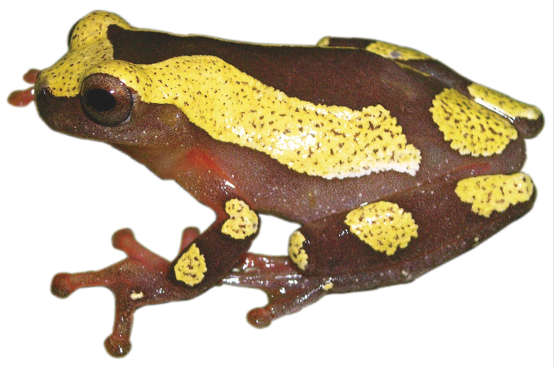 Two new clown tree frogs discovered in the Amazon