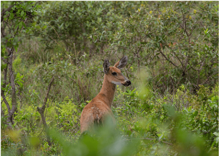Stepping on their paws: study explores recreation’s unfun impacts on ...