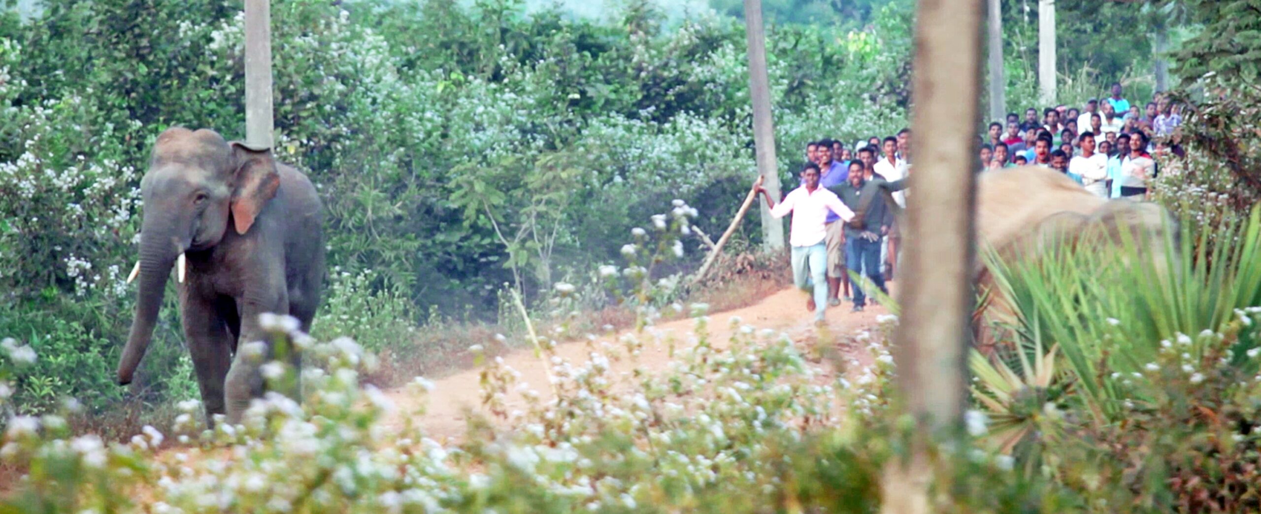 Trapped elephants face attacks by mob in India