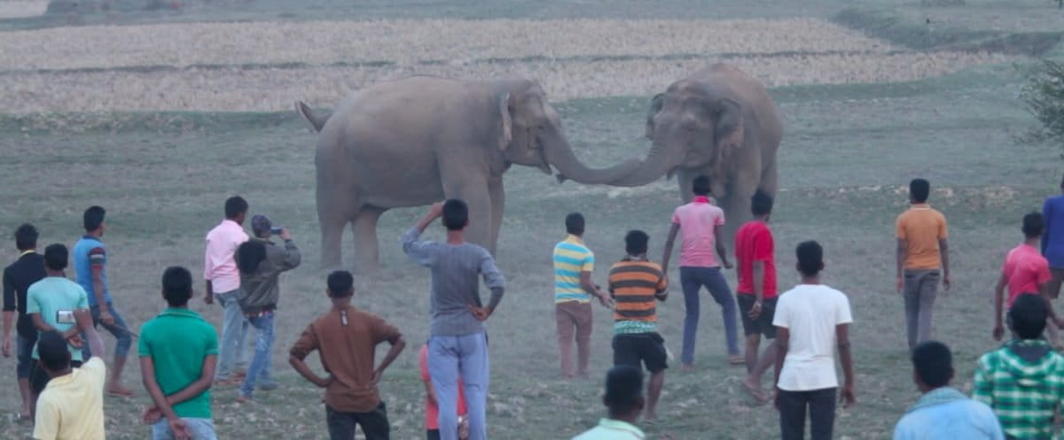 Trapped elephants face attacks by mob in India