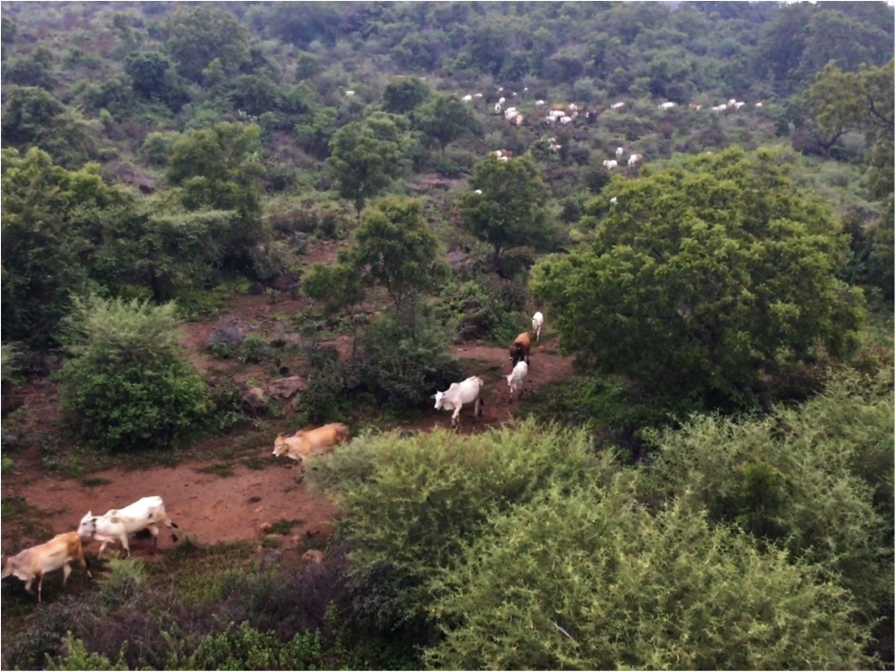 The two sides of Indonesia's Baluran National Park