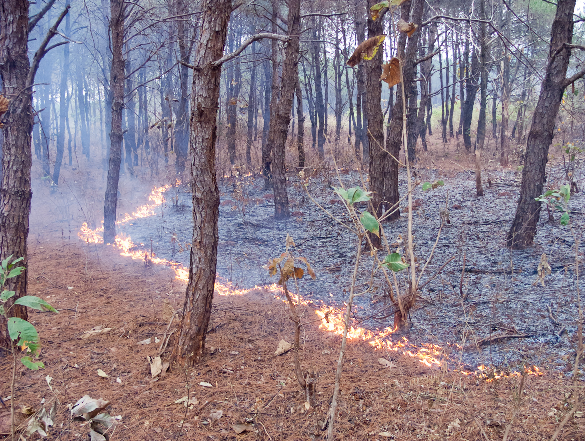 Deforestation vs. Degradation: How we underestimate tropical forest ...