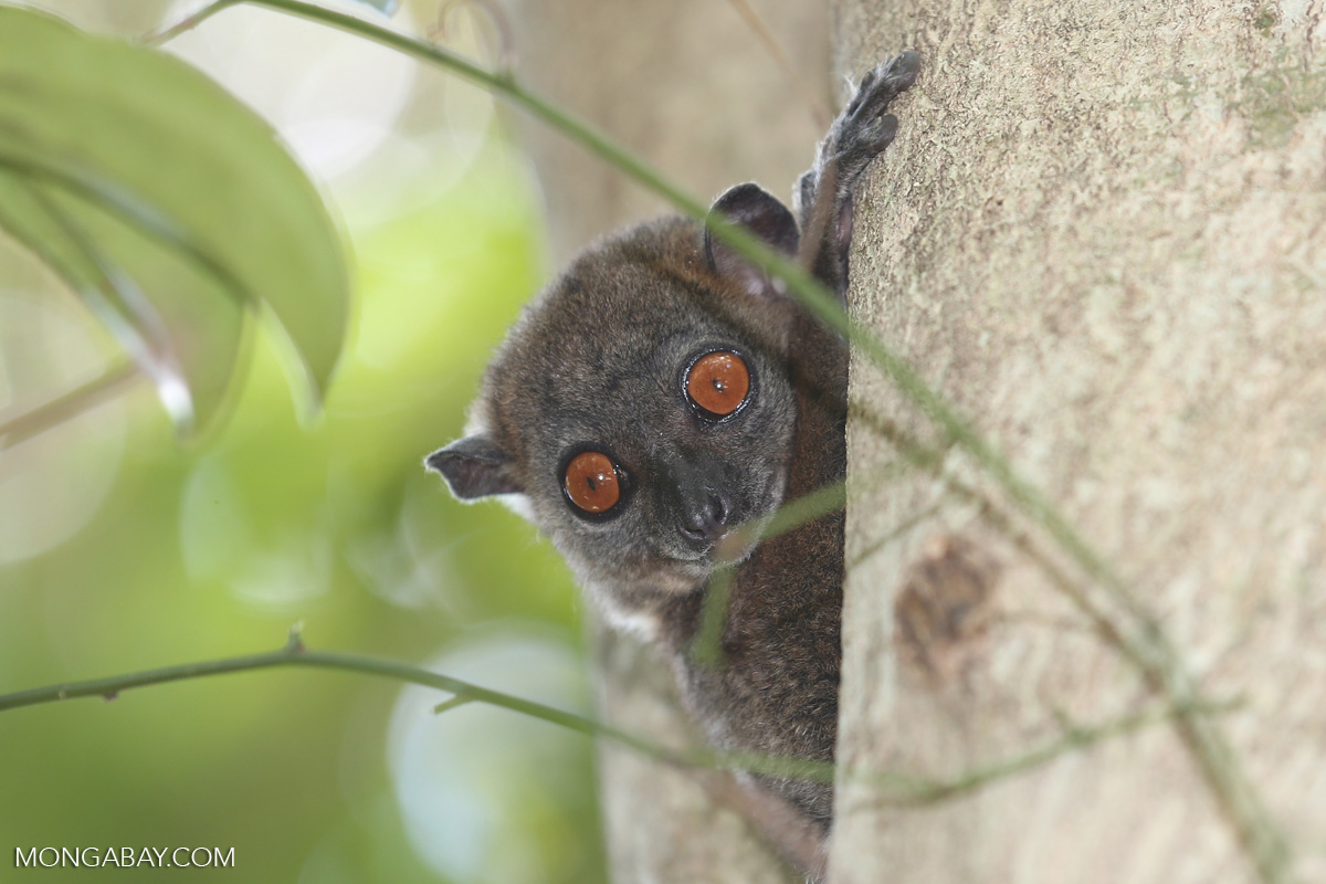LemurFaceID: The facial recognition tech helping researchers track ...